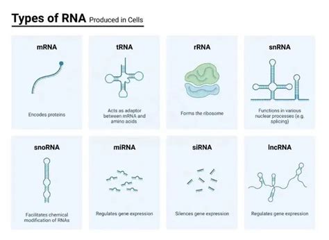 8 Types Of Rna And Their Functions
