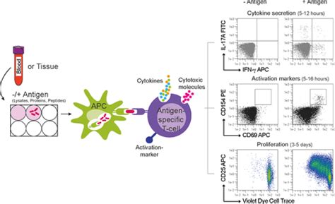 Facs Staining Buffer Recipe Infoupdate Wallpaper Images Facs Staining Buffer Recipe Infoupdate Wallpaper Images
