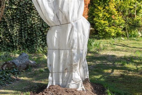 Growing Edible Fig Trees Variety Selection And Care Tips Mygardenlife