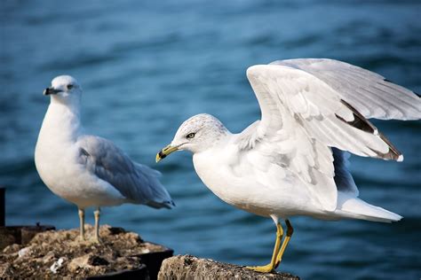 Free Images Bird Wing Seabird Beak Fauna Feathers Wings