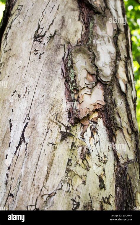 Highly Detailed Tree Bark Texture Stock Photo Alamy