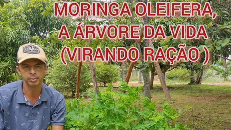 MORINGA OLEIFERA A ÁRVORE DA VIDA MAIS UMA DA SERIE RAÇÃO DE BAIXO CUSTO YouTube