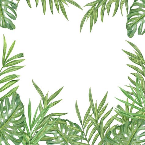 110 Cycas Leaf Stock Illustrations Royalty Free Vector Graphics