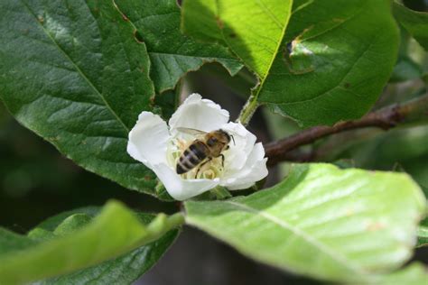 Trees And Shrubs To Attract Bees Into Your Permaculture Garden Forest