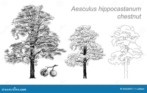 Drawing Chestnut Tree Branch Sketch Hand Drawn Illustration Cartoon