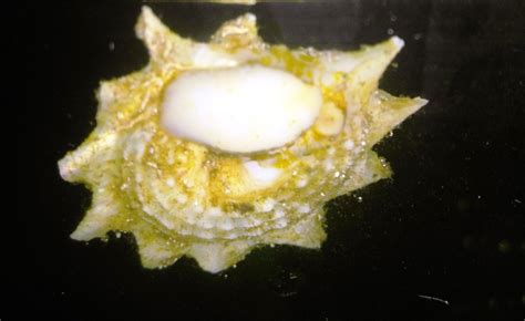 Star Snail