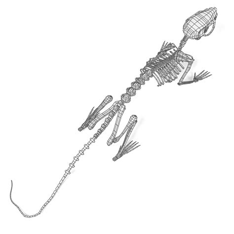 Fbx Rat Skeleton