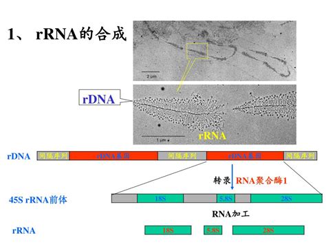 Ppt 第 六章 细胞核与染色体 Nucleus And Chromosome Powerpoint Presentation Id