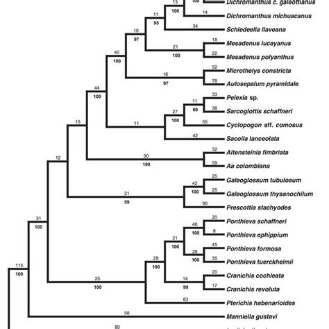 Single Most Parsimonious Tree Obtained In A Cladistic Analysis Of