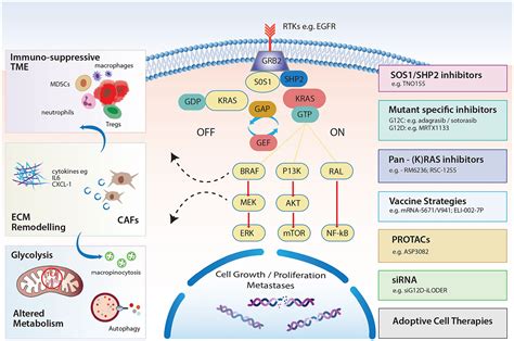 Frontiers Targeting Kras Mutations In Pancreatic Cancer Opportunities For Future Strategies