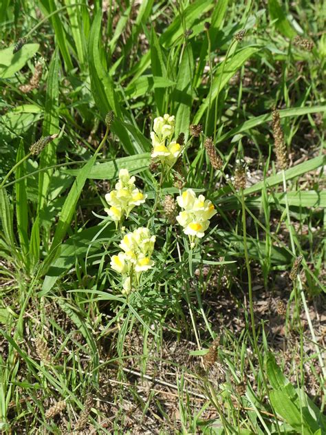 Gewöhnliches Leinkraut Linaria vulgaris Gewöhnliches Lei Flickr