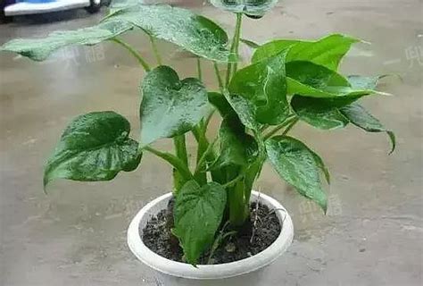 这6种快要死亡的绿植其实方法对还是能救活的 一兜糖 家的主理人社区
