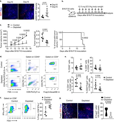 T调节细胞和癌症相关成纤维细胞之间的免疫突触形成促进肿瘤发展 Nature Communications X Mol