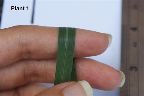 Help Identifying Possible Fescue In The Plant Id Forum