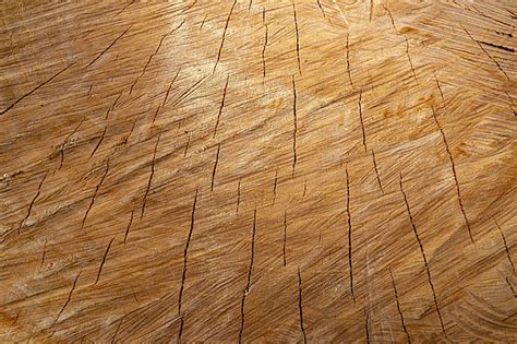 Tree Rings Background Illustration Color Version Wood Trunk Ripple Vector Wood Trunk Ripple