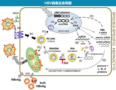 全球唯一三期在研乙肝功能性治愈药物，或许很快就要上市！ 腾讯新闻