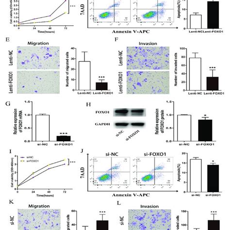Ab Qrt Pcr And Western Blot Showed That Expression Of Foxo1 Mrna And