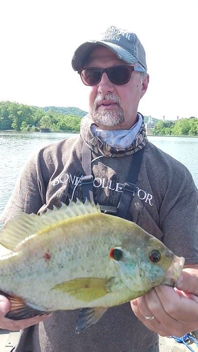 Massive Shellcracker Youtube