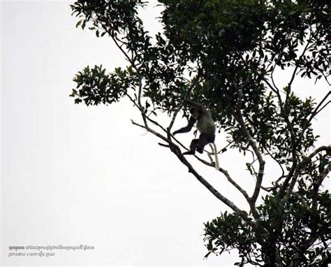 ក្រសួងបរិស្ថាន ៖ ស្វាកន្ទុយស Black Shanked Douc Langur នគរដ្រេហ្គន