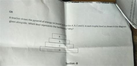 Or A Teacher Draws The Pyramid Of Energy On Board And Writes A B C And D
