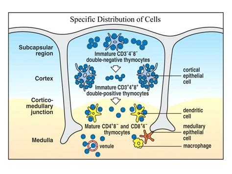 Ppt Development Of Thymus From The Three Primary Germ Layers Powerpoint Presentation Id 6654368