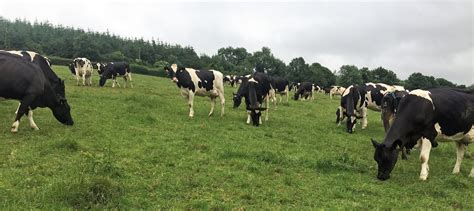Dairy Focus Silage And Meal In As Drought Takes Hold In Co Laois
