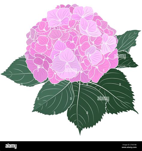 Blooming Pink Hydrangea Flower Botanical Vector Illustration