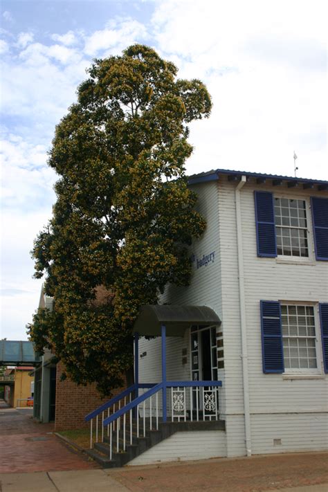 Toowoomba Plants Tree Root Problems