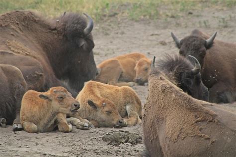 Bison Females And Calves Nap In The Middle Of A Buffalo Wallow