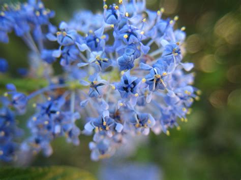 Blueblossom Ceanothus Ceanothus Thyrsiflorus Standard Price — San