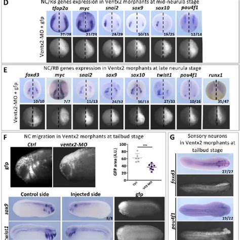 Neural Crest Cells Are Embryonic Multipotent Stem Cells Giving Rise To Download Scientific