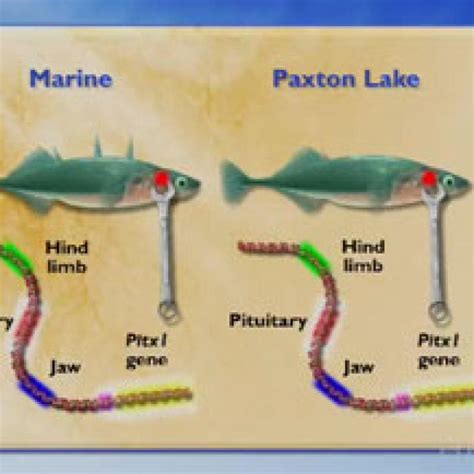 Visualizing Gene Expression Patterns
