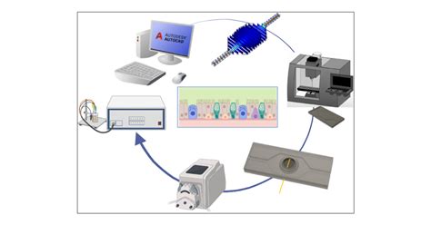 Easy To Build And Reusable Microfluidic Device For The Dynamic Culture