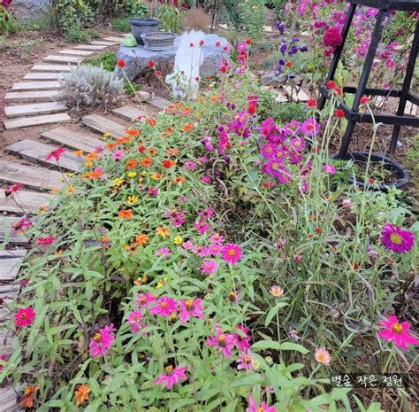 자하라 미니 백일홍 혼합 씨앗 파종에서 개화까지 22y 네이버 블로그