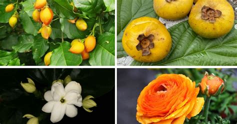 Plantas Y árboles Exóticos Que Se Cultivaron En Lima Tras La