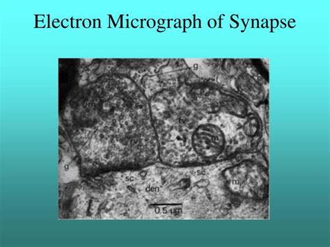Ppt Electron Micrograph Of Synapse Powerpoint Presentation Free