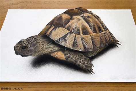 「絶対に本物でしょ」と思わず驚くカメの絵が話題 甲羅の質感に衝撃走る Sirabee