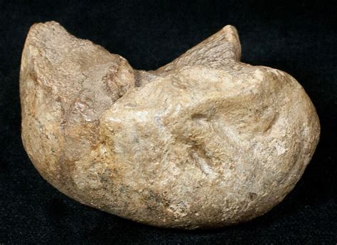 2 57 Dinosaur Calcaneum Heel Bone Montana 12713 For Sale