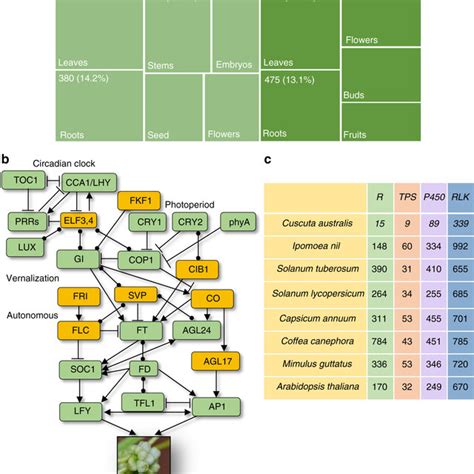 Examples Of Morphological Characteristics Of Cuscuta Sections A C