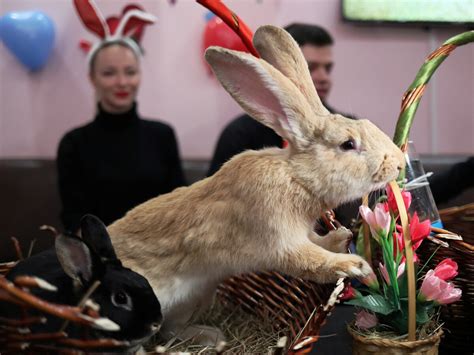 Los Conejos Con La Cabeza Inclinada ¿significa Que Tienen Inflamación