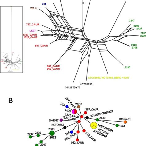 Phylogenetic And Phylogenomic Analyses Of C Striatum C Striatum