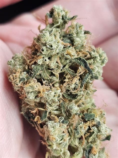 Flow Sour Sex Wax R Cultofthefranklin