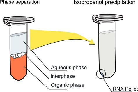 Rna Extraction From Tissue Biomall Blog