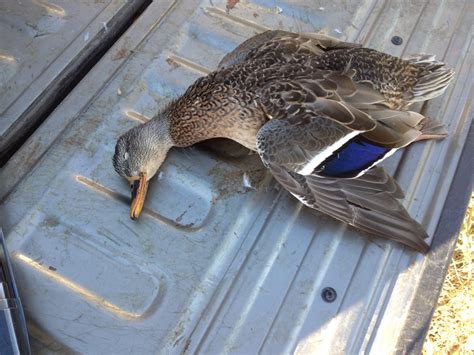 How To Tell The Difference Between A Gadwall Duck And A Female Mallard