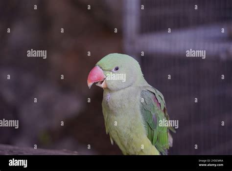 The Rose Ringed Parakeet Psittacula Krameri Also Known As The Ring