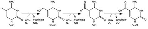 Enzymatic Methyl Seq The Next Generation Of Methylome Analysis Neb
