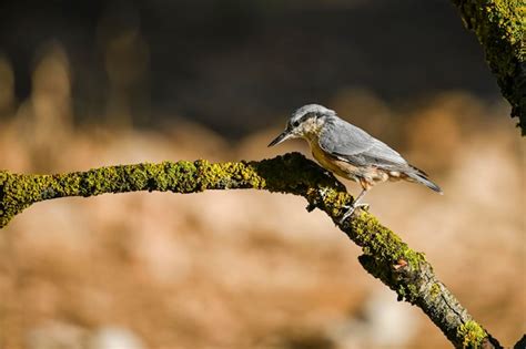 Premium Photo Sitta Europaea The Nuthatch Is A Species Of Passerine