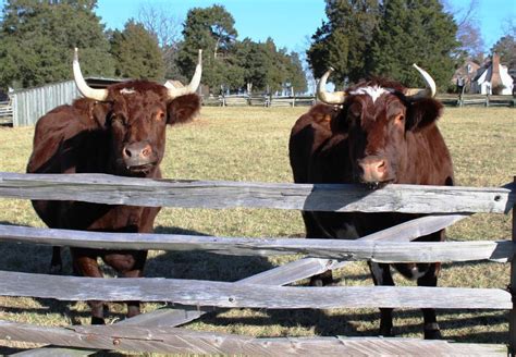 Draft Oxen Notes
