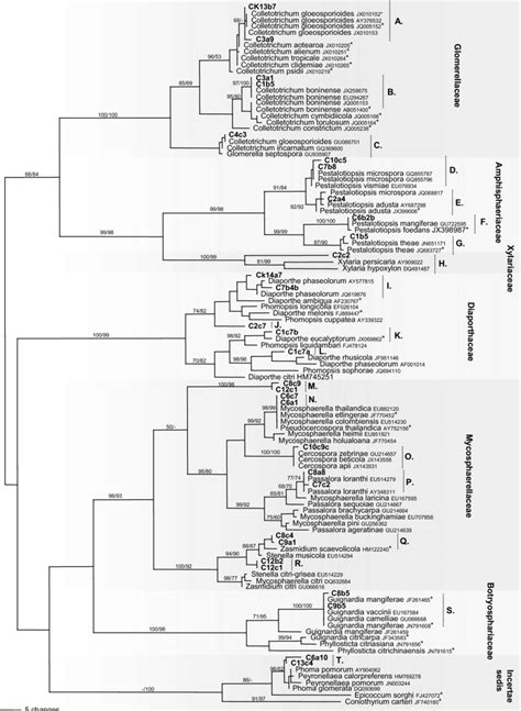 E Phylogenetic Relationships Of Fungal Endophytes Isolated From Healthy