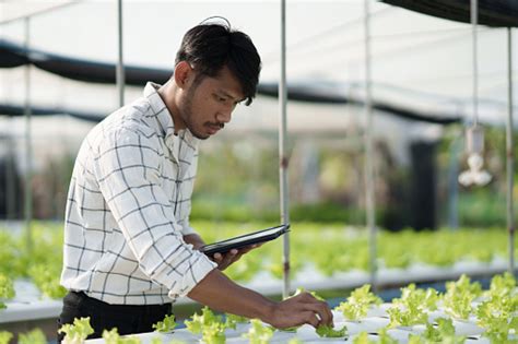 수경재배 야채 개념 젊은 아시아 남자가 수경재배 농장에서 신선한 샐러드를 확인하고 따고 있다 공정과 품질을 검사합니다 건강한